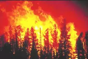 Cháy rừng có thể tạo ra gió mạnh gấp 10 lần gió xung quanh chúng.