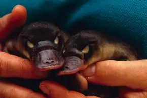 Zoopark işçisi nadir əkiz platypus balalarını beşiyində saxlayır. Platypus Yer üzündə qalan bir neçə monotremdən biridir.