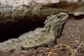 Tuatara (Sphenodon punctatus) Yeni Zelandiyada 200 milyon il əvvəl çiçəklənən bir dəstənin sağ qalan yeganə növüdür.