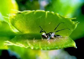 Hmyz lezoucí po čelistovitých listech mucholapky Venus