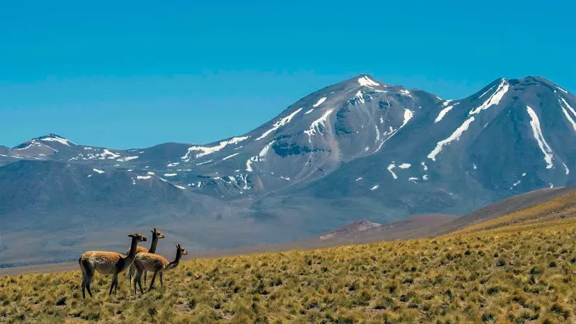 Atacama eyðimörk