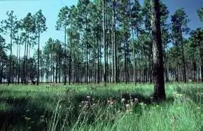 The Green Swamp Preserve شمالی کیرولائنا کا سب سے بڑا تحفظ ہے اور بہت سے نایاب پودوں اور جانوروں پر فخر کرتا ہے۔