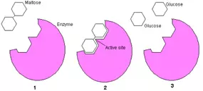 Maltose inogadzirwa nemamorekuru maviri eglucose akasunganidzwa pamwechete (1). Iyo maltase enzyme ipuroteni yakanyatso kuumbwa kubvuma maltose molecule uye kutyora chisungo (2). Iwo mamorekuru maviri eglucose anoburitswa (3). Enzyme imwe chete yemaltase inogona kutyora kudarika chiuru chemaltose bond pasekondi, uye inongogamuchira mamorekuru emaltose.