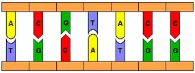 Os pares de bases no DNA se unem para formar uma estrutura semelhante a uma escada. Como a ligação ocorre em ângulos entre as bases, toda a estrutura se torce em uma hélice.