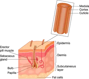 Sut Mae Lliwio Gwallt yn Gweithio 7479_1