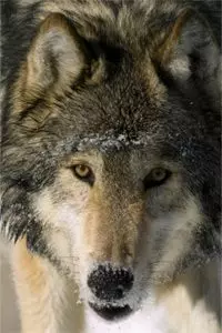 Je trochu těžké vidět podobnost mezi tímto šedým vlkem a, řekněme, pudlem, ale je tam -- někde.