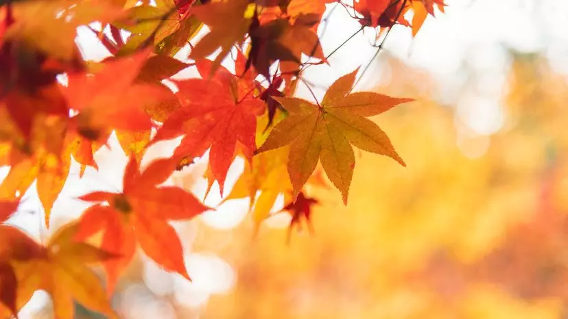 primeiro plano de follas de outono