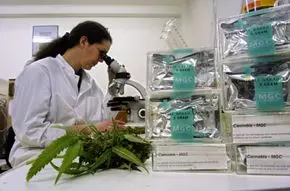 Un asistente estuda as follas de marihuana no Laboratorio Maripharma de Rotterdam, Holanda.