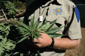 Một sĩ quan DEA cầm cây cần sa