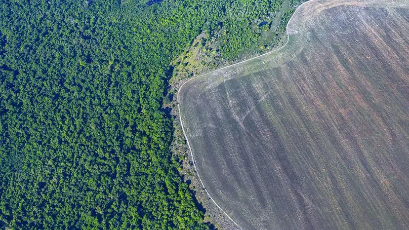 إزالة الغابات في منطقة الأمازون