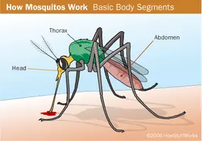 මදුරුවෙකුගේ කොටස්