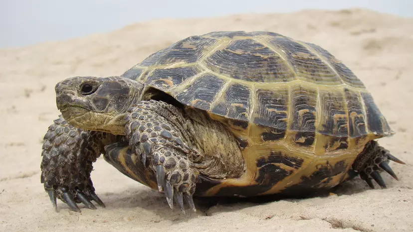 Tortue de l'espace