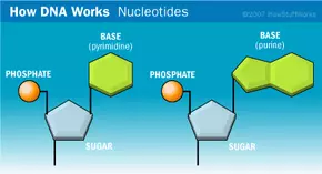 La nukleotido estas la baza konstrubriketo de nukleaj acidoj.