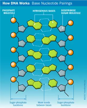 ДНҚ жіптері нуклеотидтердің қант және фосфат бөліктерінен, ал ортаңғы бөліктері азотты негіздерден тұрады. ДНҚ-ның екі тізбегіндегі азотты негіздер, пурин пиримидинмен (А-Т-мен, Г-мен С) жұптасып, әлсіз сутектік байланыстар арқылы бір-бірімен байланысады.