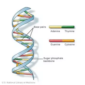 I-DNA ine-spiral staircase-like structure. Amanyathelo akhiwa ngeziseko ze-nitrogen ze-nucleotides apho i-adenine idibanisa ne-thymine kunye ne-cytosine kunye ne-guanine.