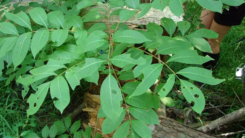 sumac oloro