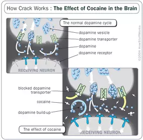 Crack kokaina atakuje biedne obszary miejskie i niesie ze sobą niewiarygodnie wysoki wskaźnik uzależnień. Dowiedz się, czym jest kokaina crack i jak wpływa na ciało i mózg.