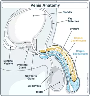 Për të kuptuar më mirë se si funksionon Viagra, ndihmon për të kuptuar se si funksionon edhe penisi.
