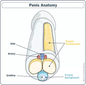 Penisi trajton dy detyra: urinimin dhe derdhjen.