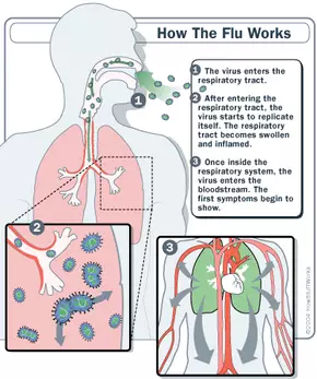 آنفولانزا چگونه کار می کند 8152_1