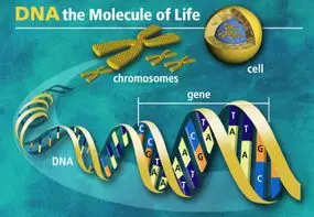 Sida ay u shaqeeyaan barkadaha Gene 8233_1