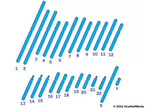 Chromosome za binadamu zinashikilia DNA ya jenomu la binadamu. Kila mzazi huchangia chromosomes 23.