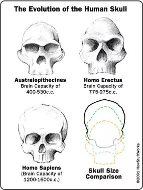 Hogyan működik az evolúció 8235_9