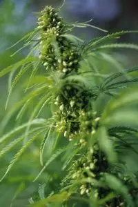 Daun sareng sirah kembang Cannabis sativa