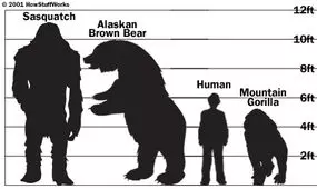 De réir cuntais iomadúla ar sasquatches agus yetis, na créatúir túr os cionn daoine agus apes. De ghnáth, deirtear go bhfuil siad 9 go 11 troigh (thart ar 3 m) ar airde.