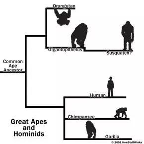 Is é an gigantopithecus, sinsear féideartha den sasquatch, is dlúithe a bhaineann leis an orangutan nua-aimseartha.