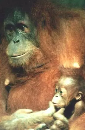 Ger sasquatch hebe, dibe ku ew xizmekî nêzîkê orangutan e. Bi porê xwe yê dirêj û qehweyî-sor-sor, orangutan di xuyangê de dişibin sasquatches ku ji hêla piraniya şahidan ve têne vegotin. Ew di heman demê de jiyanek tenêtî dijîn, ku bi behreya raporkirî ya sasquatches re têkildar e.