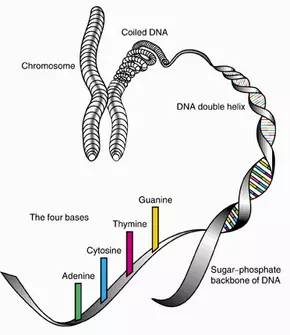 Les gènes humains se trouvent dans les échelons d'une double hélice d'ADN. L'ADN constitue les 23 paires de chromosomes du corps humain.