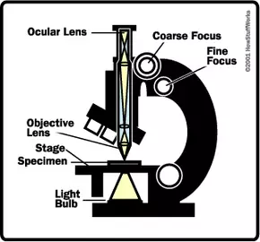 Diagramm eines typischen Studenten-Lichtmikroskops mit den Teilen und dem Lichtweg