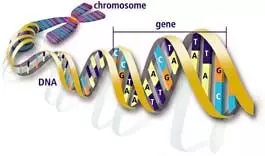 Giunsa Paglihok ang Ebidensya sa DNA