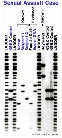 Delîlên DNA naha di mehkûmkirina sûcdaran û azadkirina gumanbarên bêguneh de bi qasî şopa tiliyan girîng e.