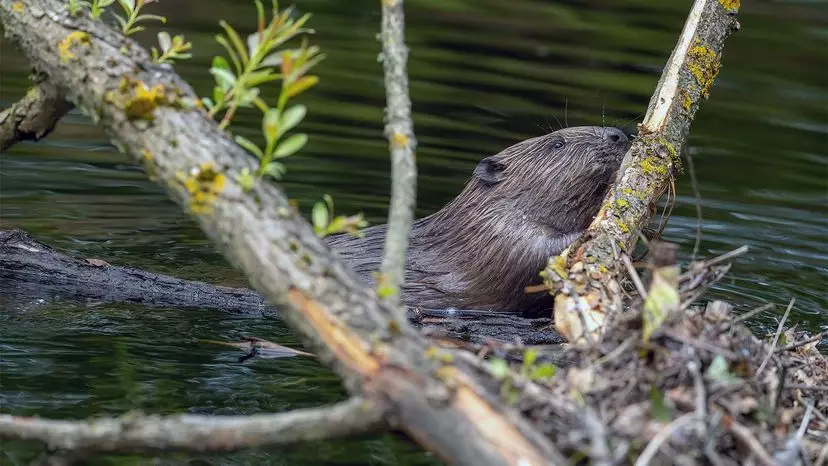 စကော့တလန်ရှိ Eurasian beaver