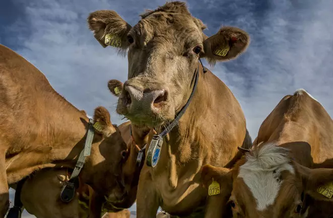 Vacile poluează la fel de mult ca mașinile?