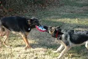 Gembala Jerman ini menunjukkan perilaku lucu seperti anak anjing dalam permainan tarik tambang.