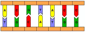 Basenparen in DNA binden aan elkaar om een ladderachtige structuur te vormen. Omdat binding plaatsvindt onder hoeken tussen de bases, draait de hele structuur in een helix.