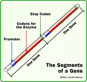 Een gen bestaat uit een promotor, de codons voor een enzym en een stopcodon. Twee genen zijn hierboven weergegeven. De lange DNA-streng in een E. coli-bacterie codeert voor ongeveer 4.000 genen, en op elk moment specificeren die genen ongeveer 1.000 enzymen in het cytoplasma van een E. coli-cel. Veel van de genen zijn duplicaten.