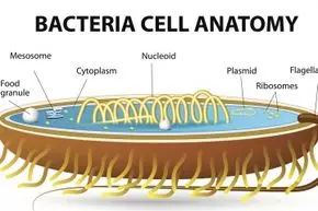 Bacteriilor le lipsește nucleul pe care îl au celulele oamenilor, animalelor și plantelor, ceea ce înseamnă că sunt celule procariote.