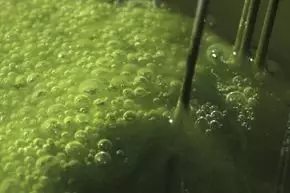 Cyanobacteria irya urumuri rw'izuba mugitondo cya mugitondo kugirango ikore ogisijeni.