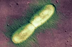 یک باکتری E. coli در مراحل اولیه شکافت دوتایی یا تقسیم شدن به دو سلول یکسان دستگیر می شود.