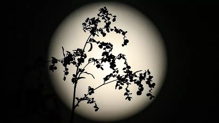 나무 뒤에 보름달, 터키