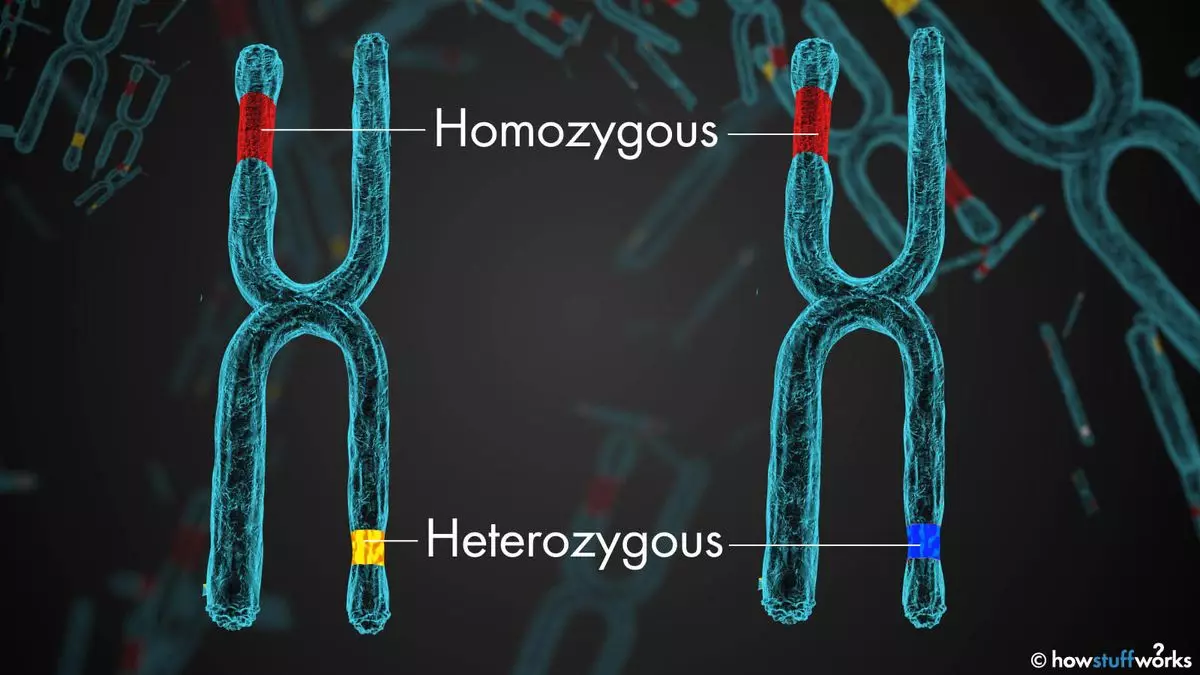 Wateya 'Homozygous' çi ye?