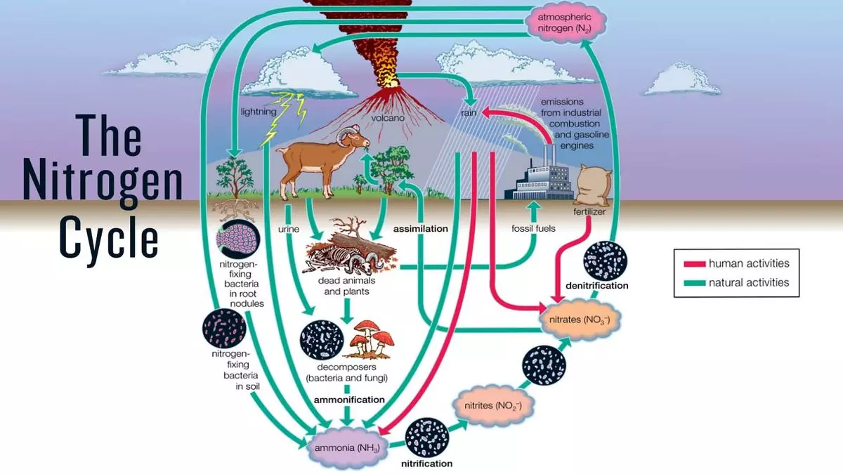 Ano ang mga Hakbang ng Nitrogen Cycle?